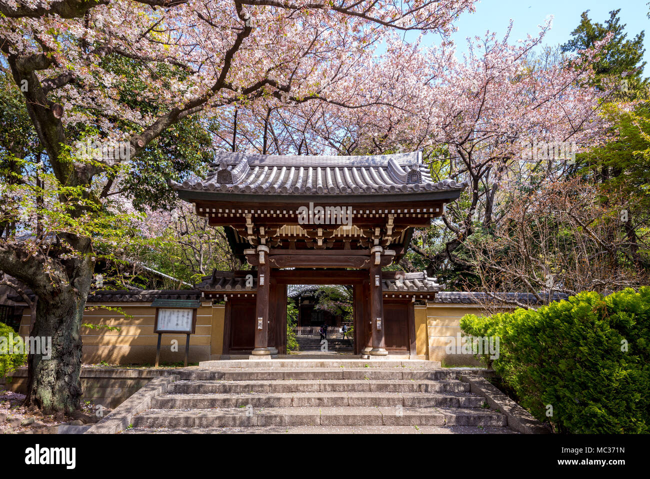 Cherry blossom japan pagoda hi-res stock photography and images - Alamy