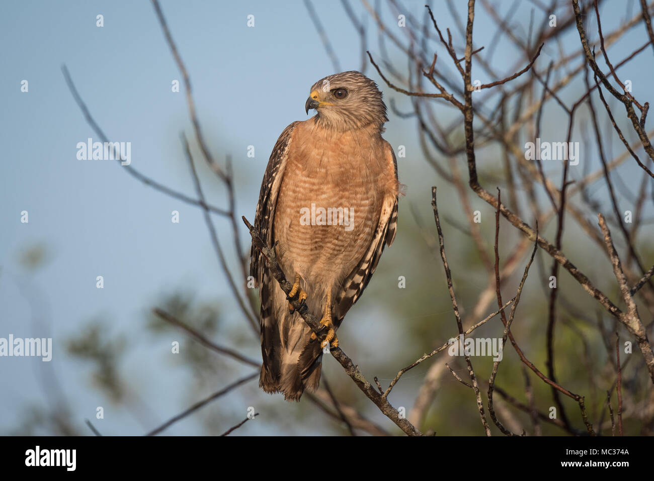 Powerful predator on branch hi-res stock photography and images - Alamy