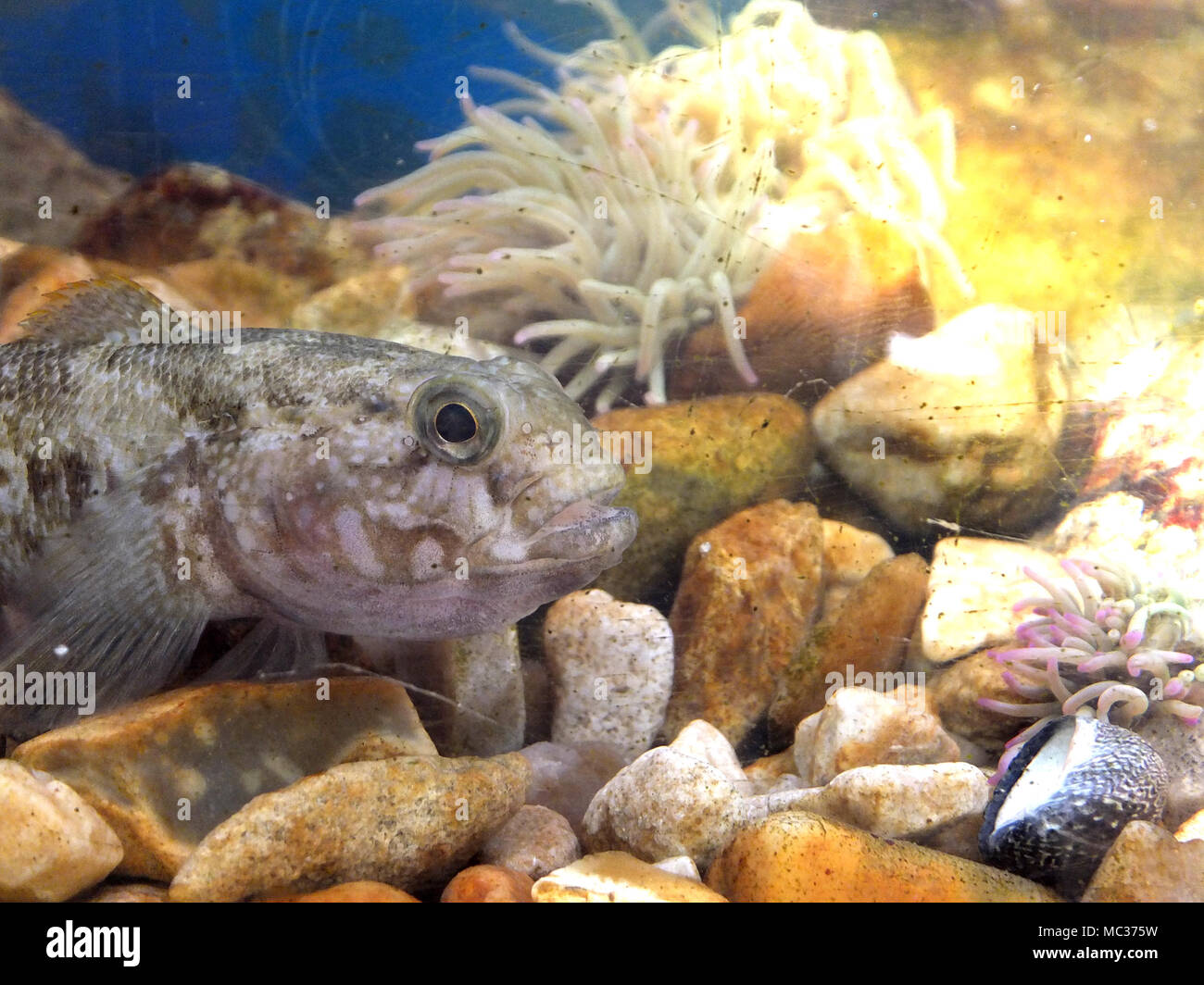 Fish and Sea Anemones in an Aquarium Stock Photo - Alamy