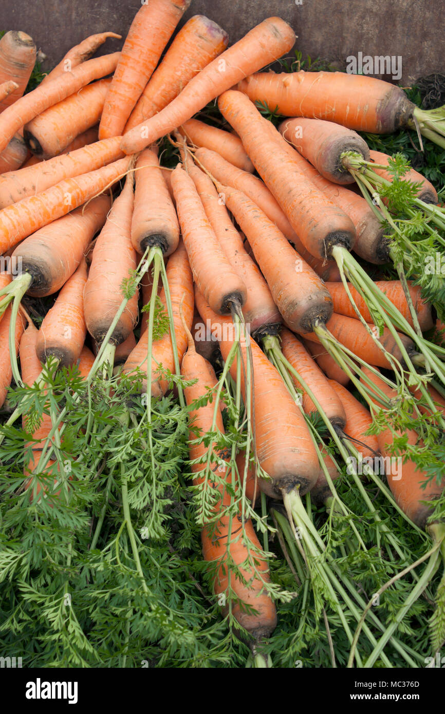 The big heap of carrots with a tops of vegetable Stock Photo - Alamy