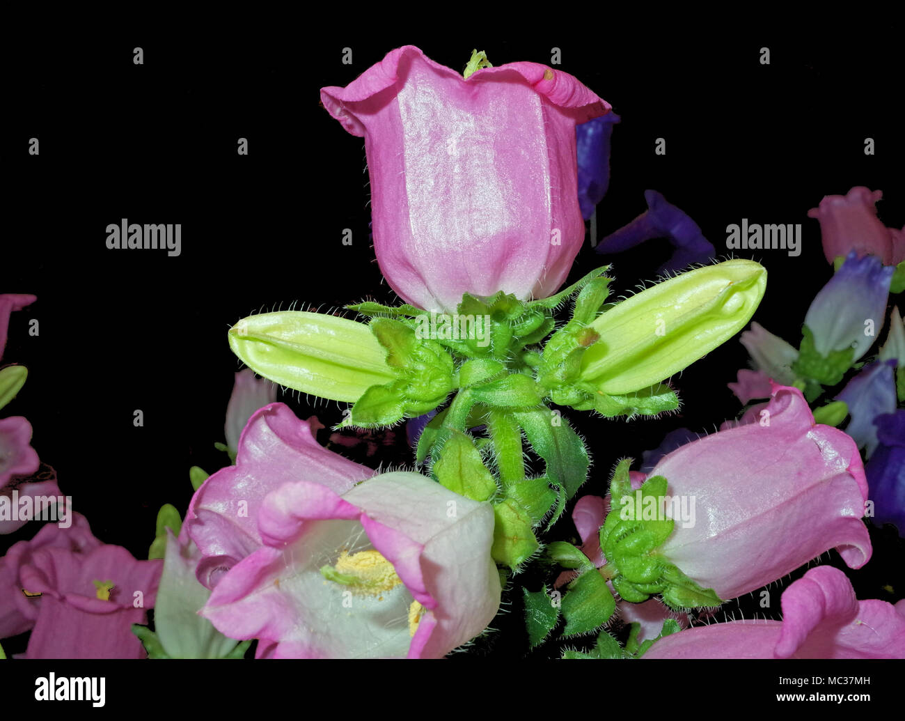 Bellflower canterbury bell hi-res stock photography and images - Alamy