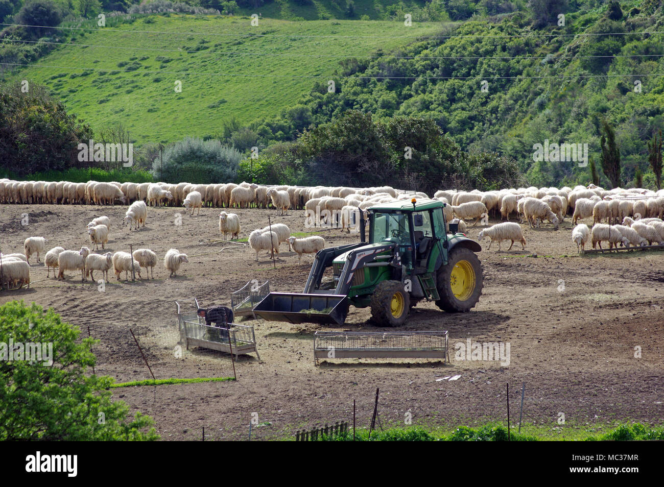 Flock of sardinian sheep hi-res stock photography and images - Alamy