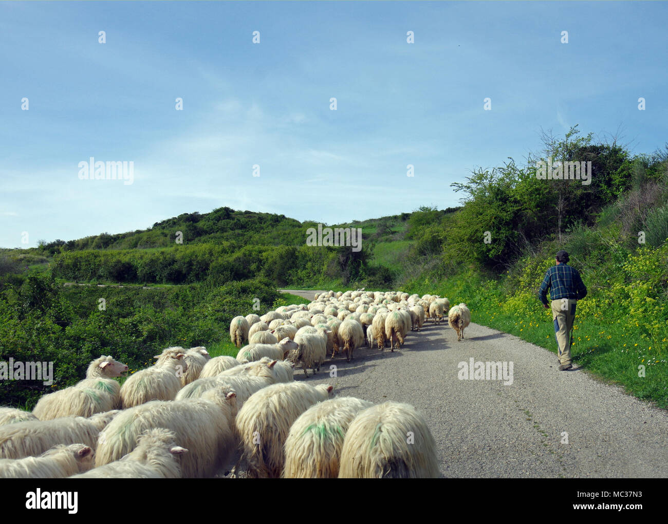 Sardinia sheep country hi-res stock photography and images - Alamy