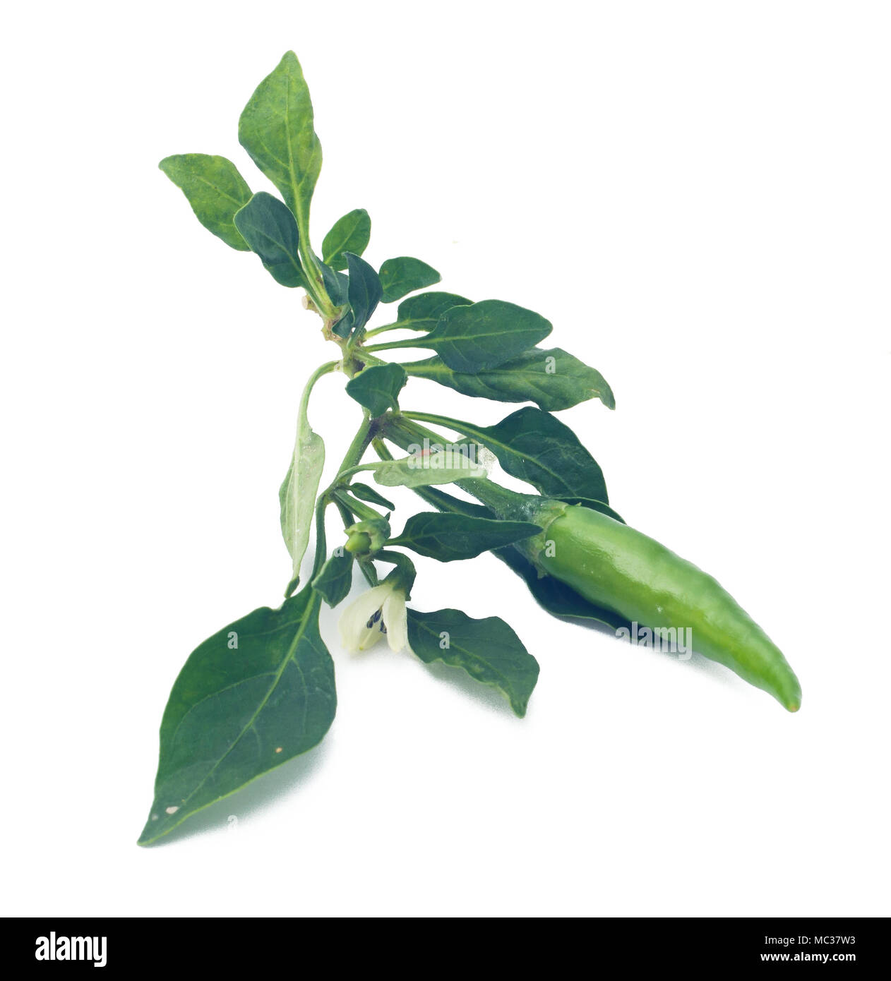green chili on white background Stock Photo - Alamy