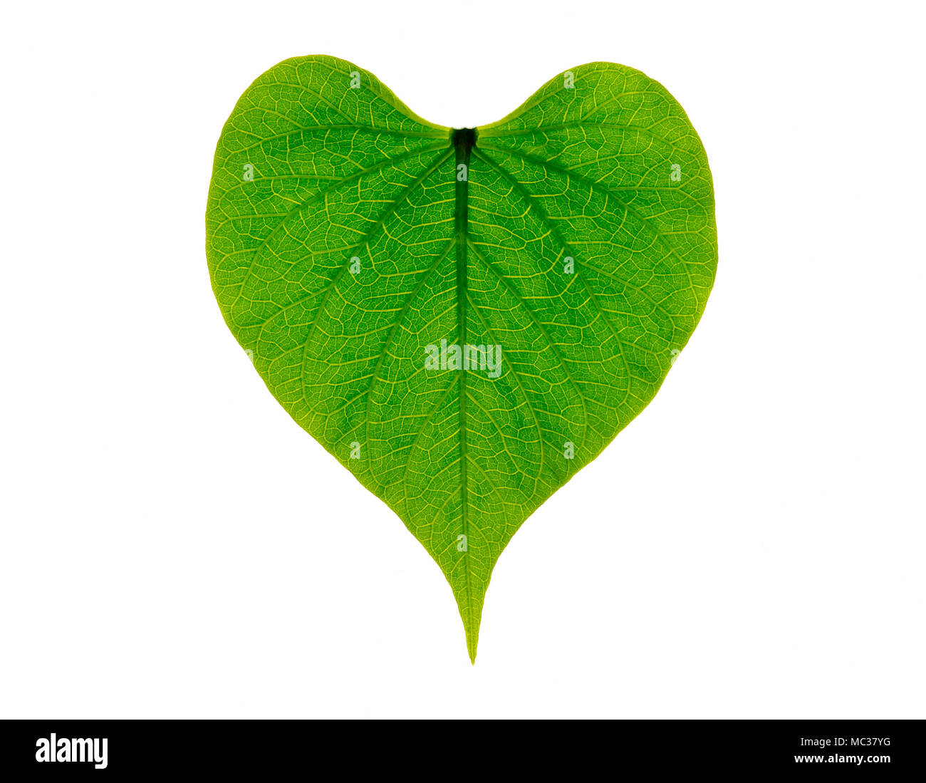 heart shaped green leaf, symbolizing love for the environment and a ...