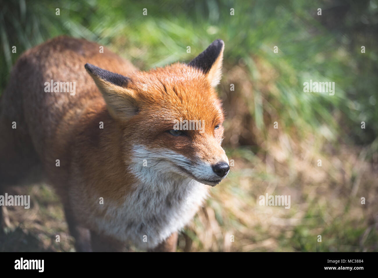 Red foxes british hi-res stock photography and images - Alamy