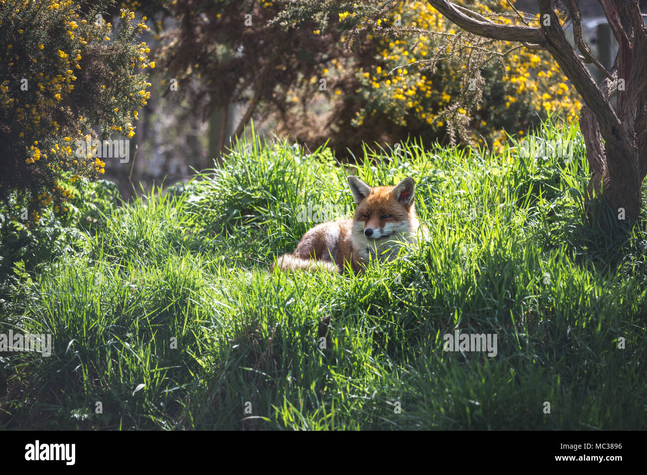 Fox lying down hi-res stock photography and images - Alamy