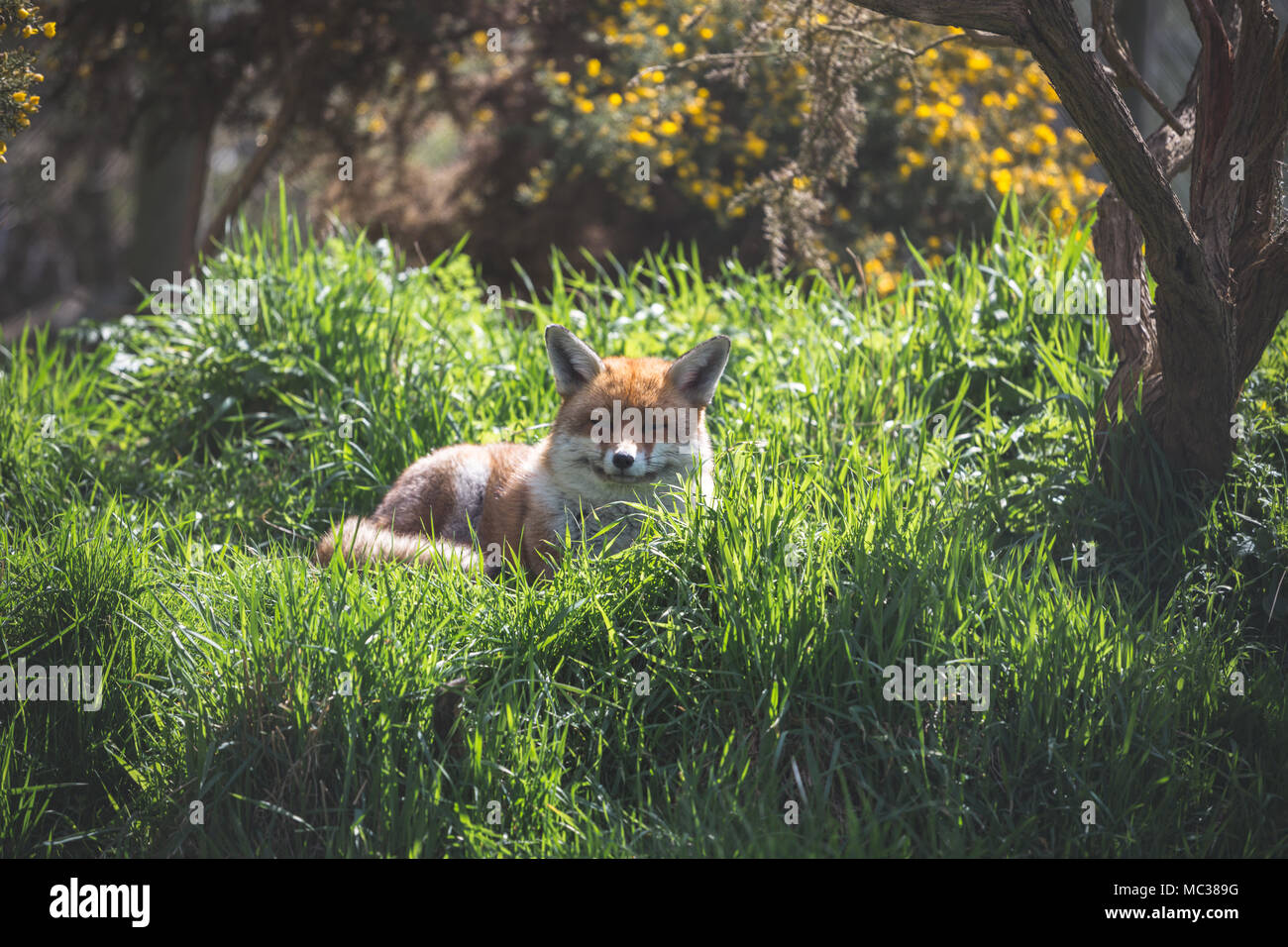 The Red Fox (Vulpes Vulpes) is the largest of the true foxes. This ...