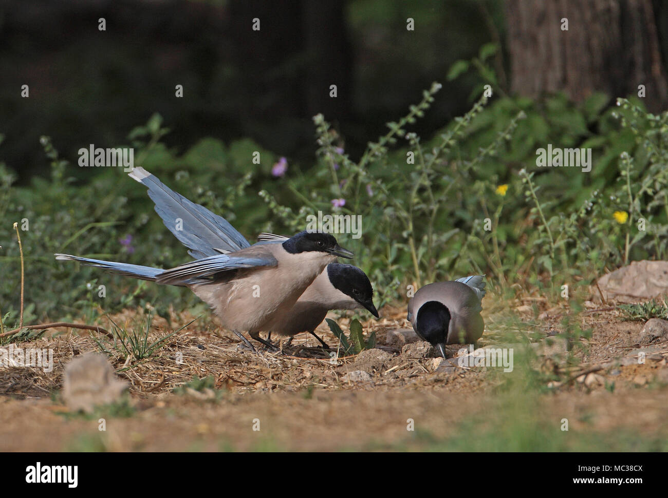 Asian Azure-winged Magpie (Cyanopica cyanus) three adults feeding on ...