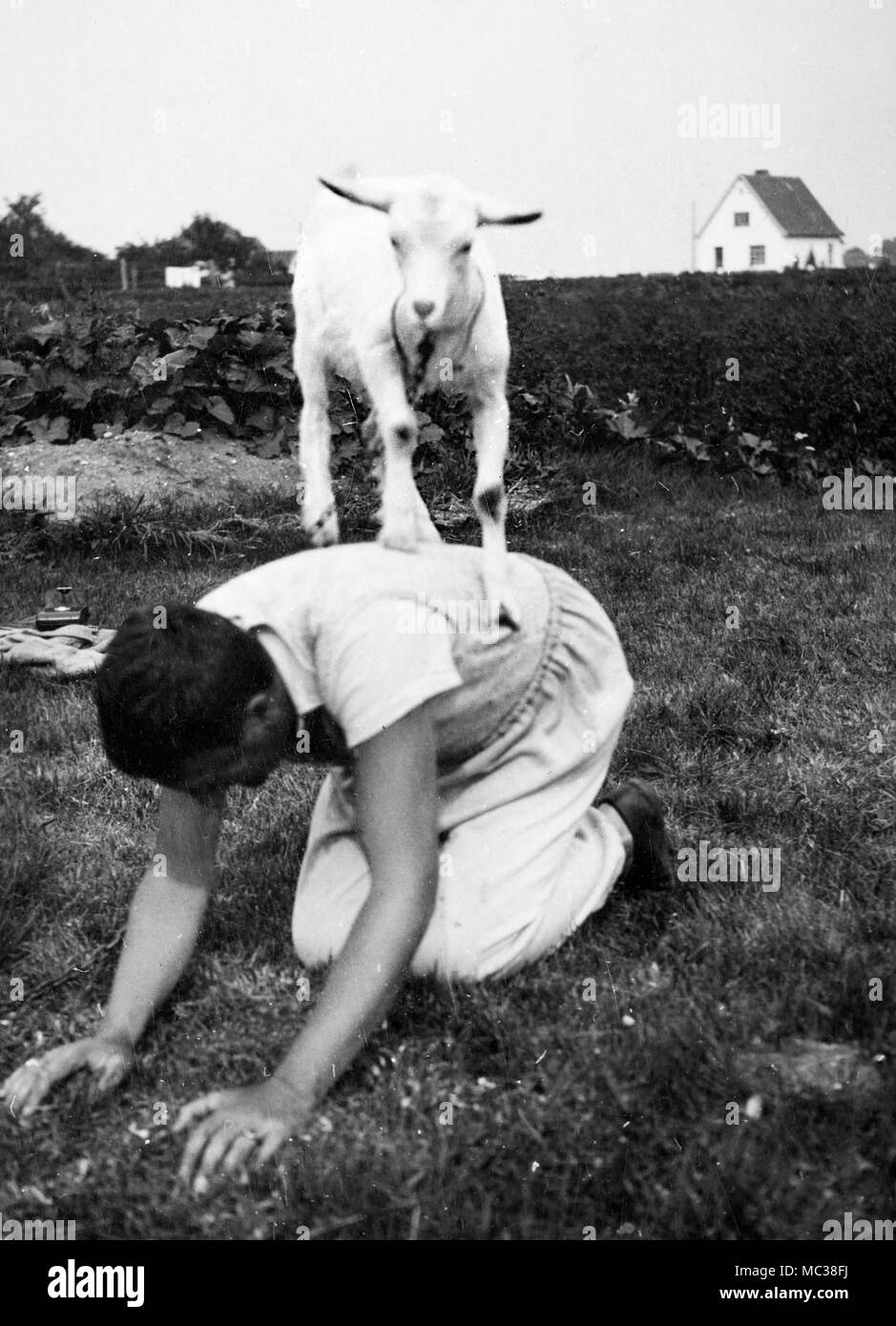 A goat rides the back of a young man, ca. 1935 Stock Photo - Alamy