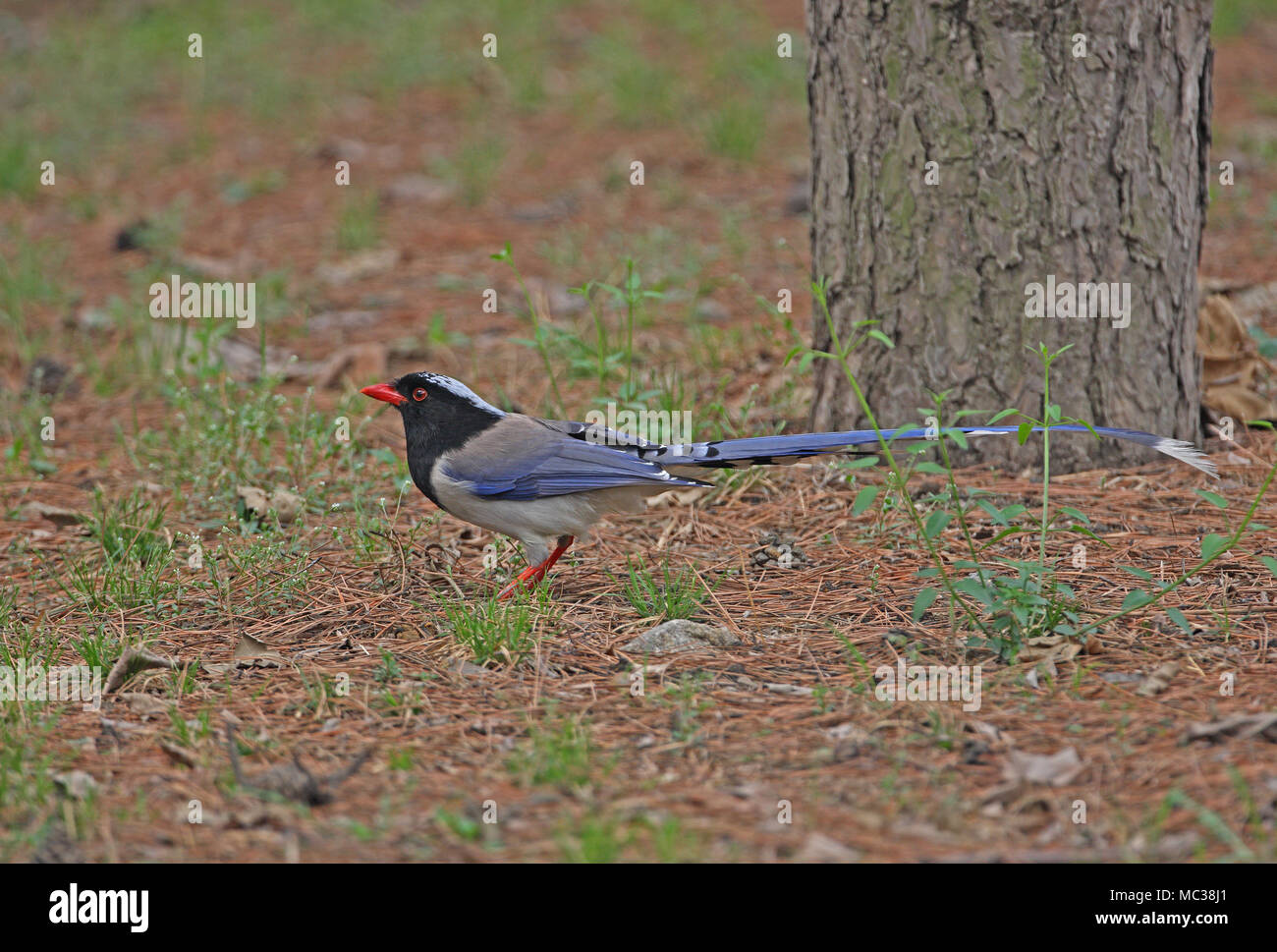 Red-billed Blue Magpie (Urocissa erythrorhyncha brevivexilla) adult ...