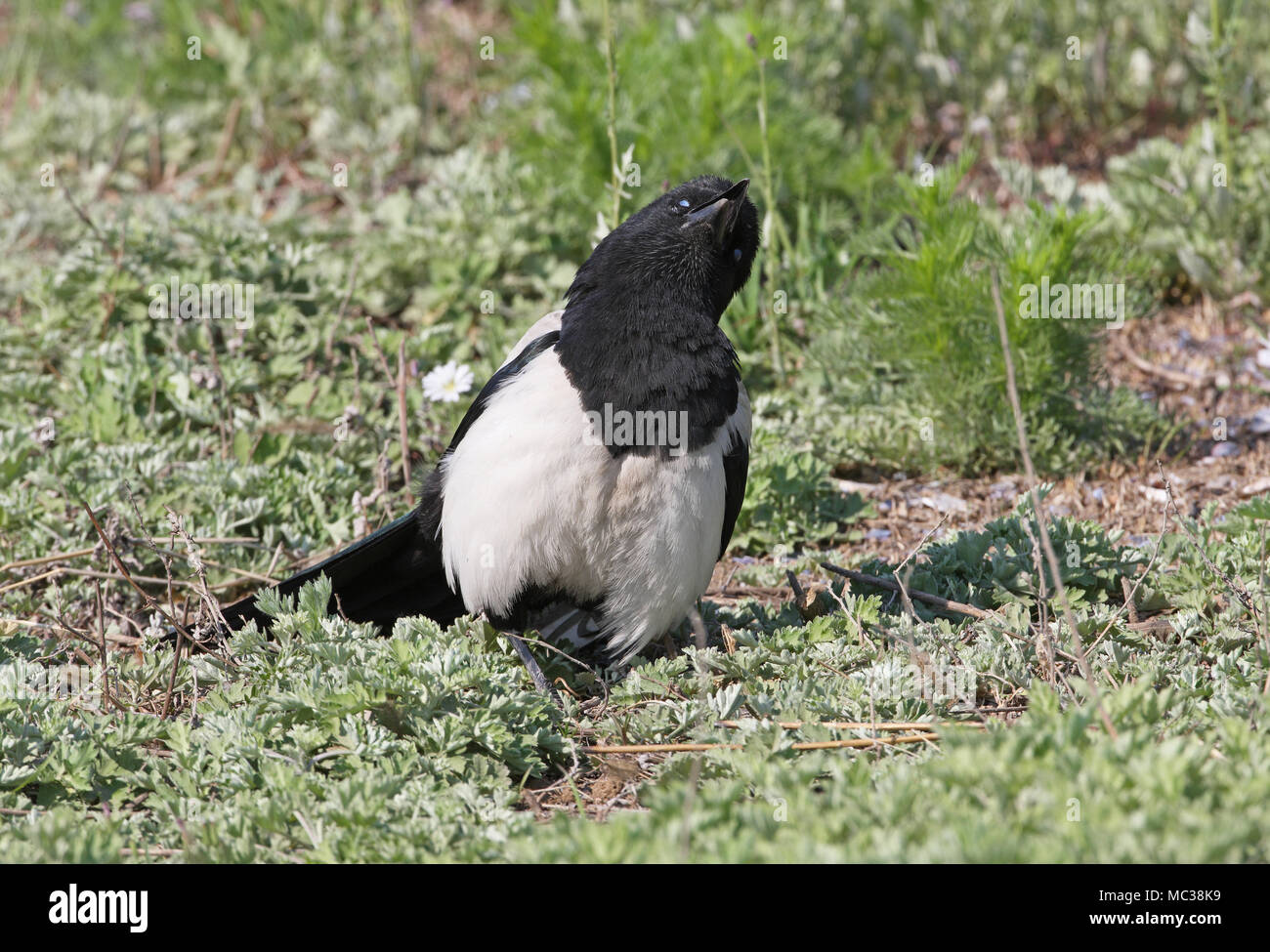 Pica serica hi-res stock photography and images - Alamy