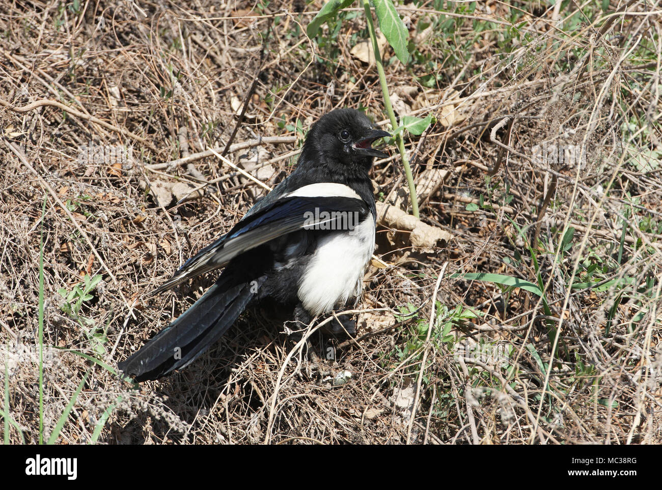 Chinese common magpie birds hi-res stock photography and images - Alamy