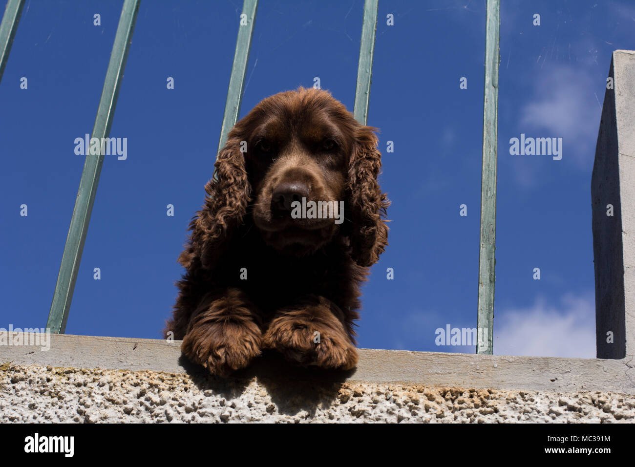 Cocker and springer spaniel hi-res stock photography and images - Alamy