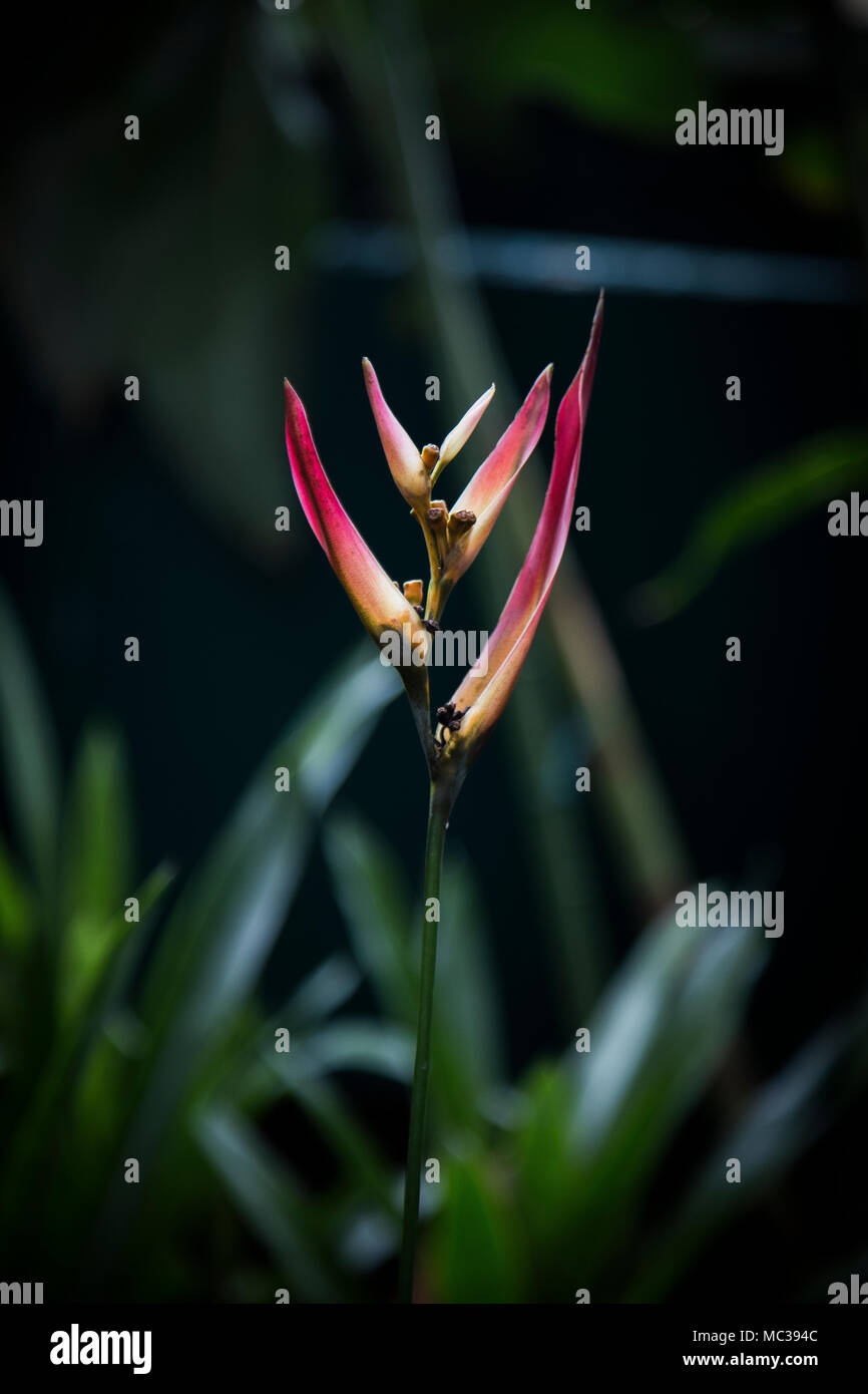 Botanical close up photography hi-res stock photography and images - Alamy