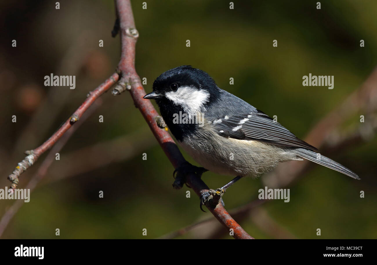 Coal tit, Periparus ater sitting on a twig Stock Photo - Alamy