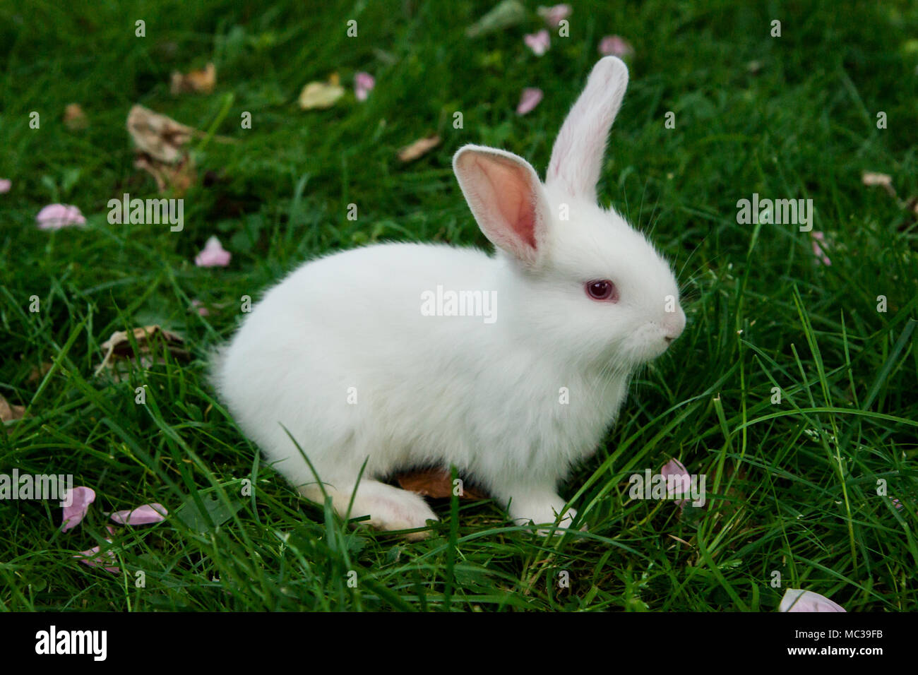 Little white bunny sitting in green grass Stock Photo - Alamy