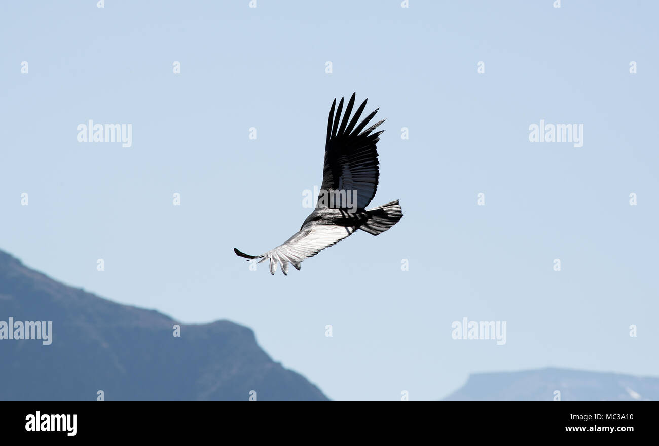 Andean condor in flight at the Canyon de Colca near Arequipa Peru Stock ...