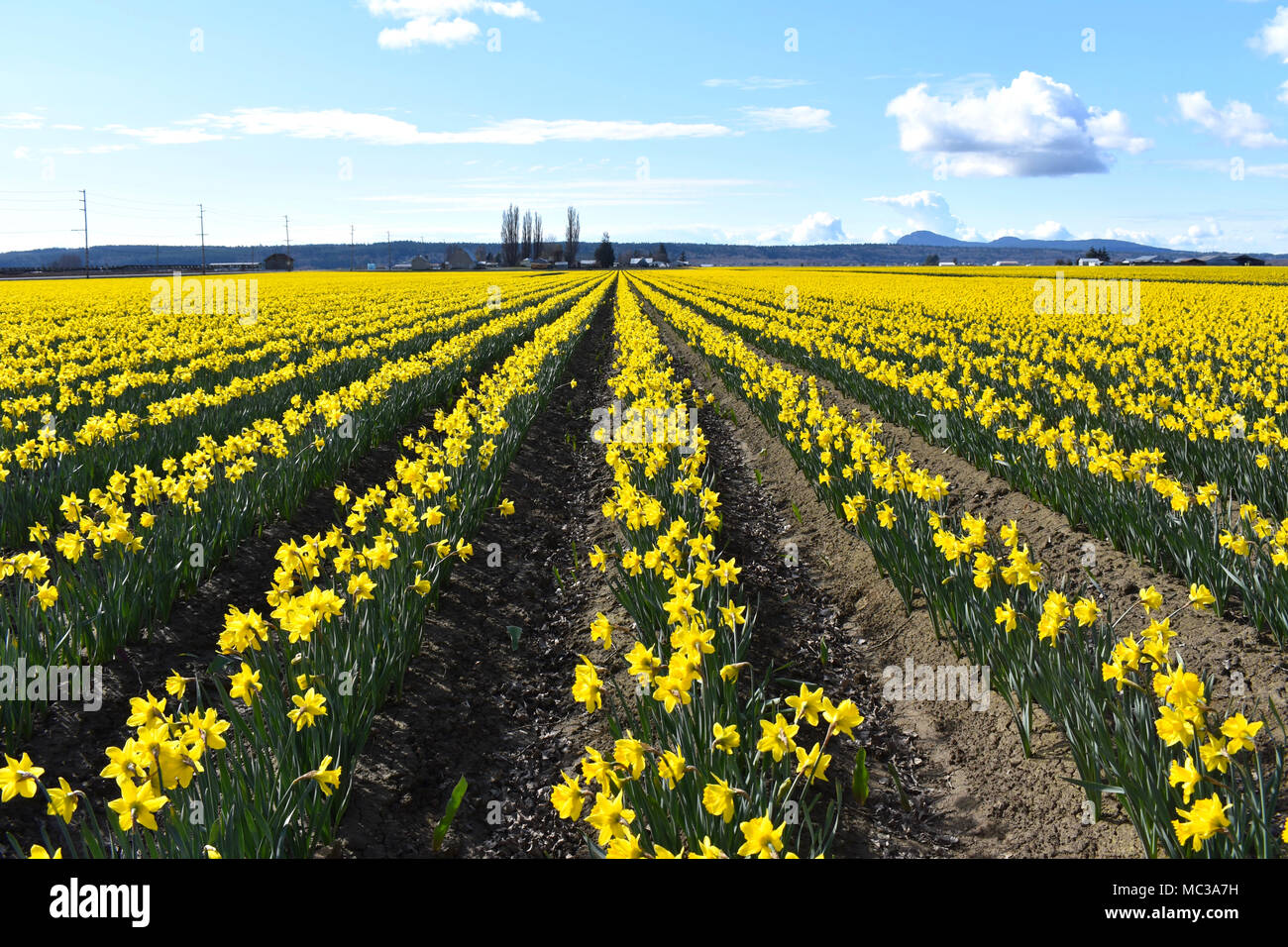 Dutch master daffodils blooming hi-res stock photography and images - Alamy