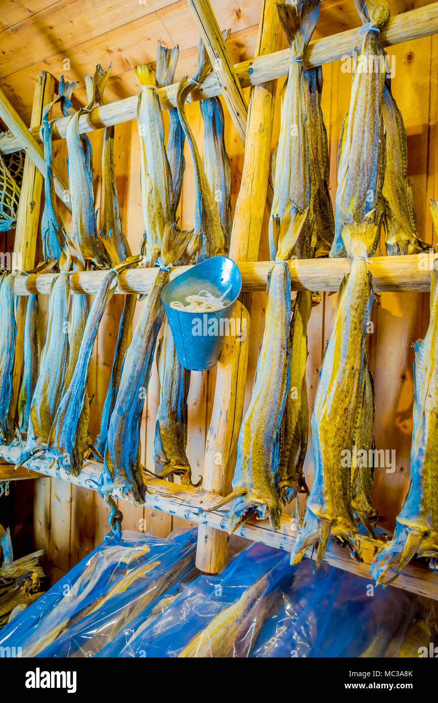 View of traditional way of drying cod stock fish inside of a building ...