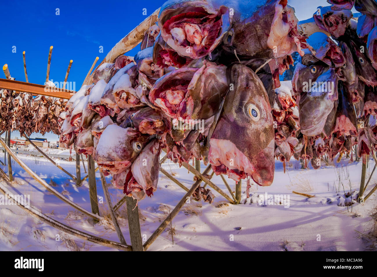 Cod fish drying on flake hi-res stock photography and images - Alamy