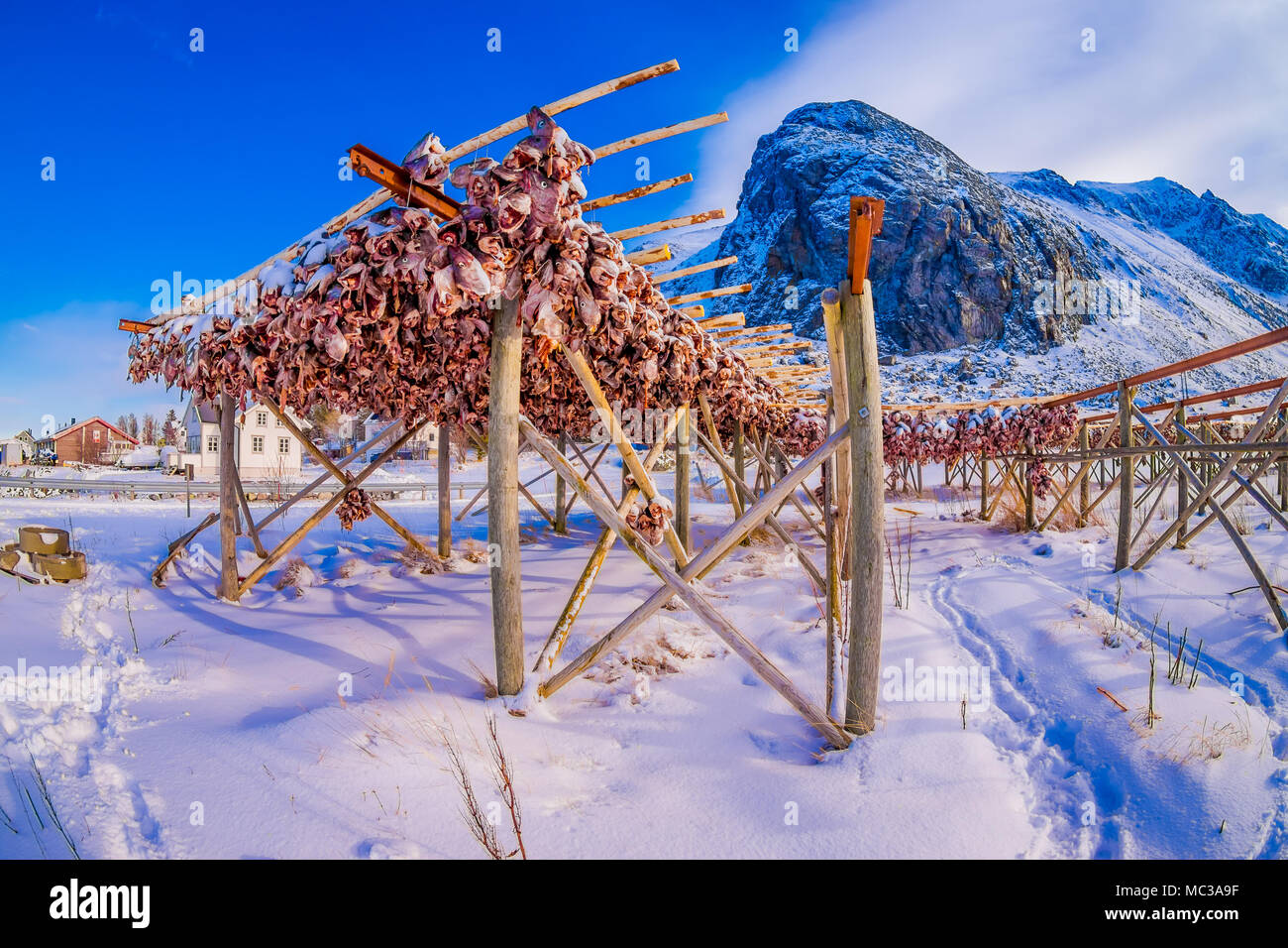 Outdoor view of process of stockfish cod drying during winter time on ...