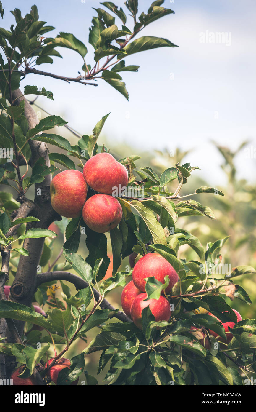 Apple orchard full of riped red fruits at sunny summer day Stock Photo ...