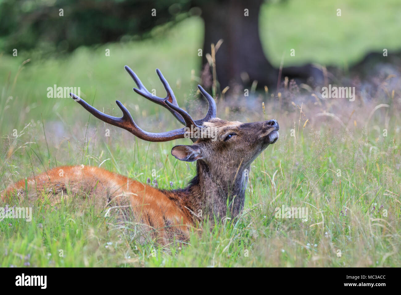 sika deer in Merlet Animal Park. Chamonix, France Stock Photo - Alamy