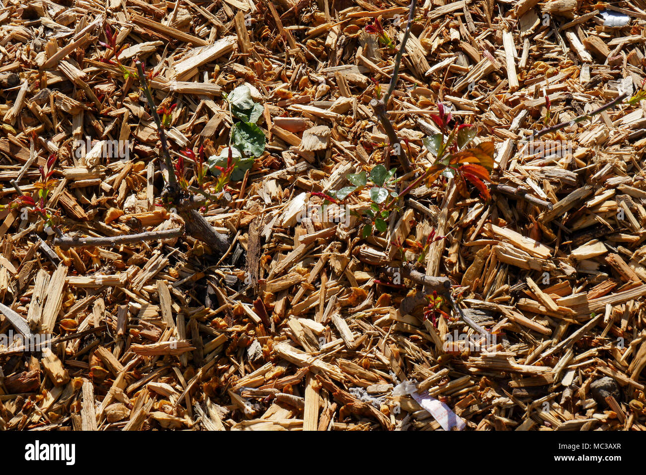 Mulching of plantings, Lyon, France Stock Photo - Alamy