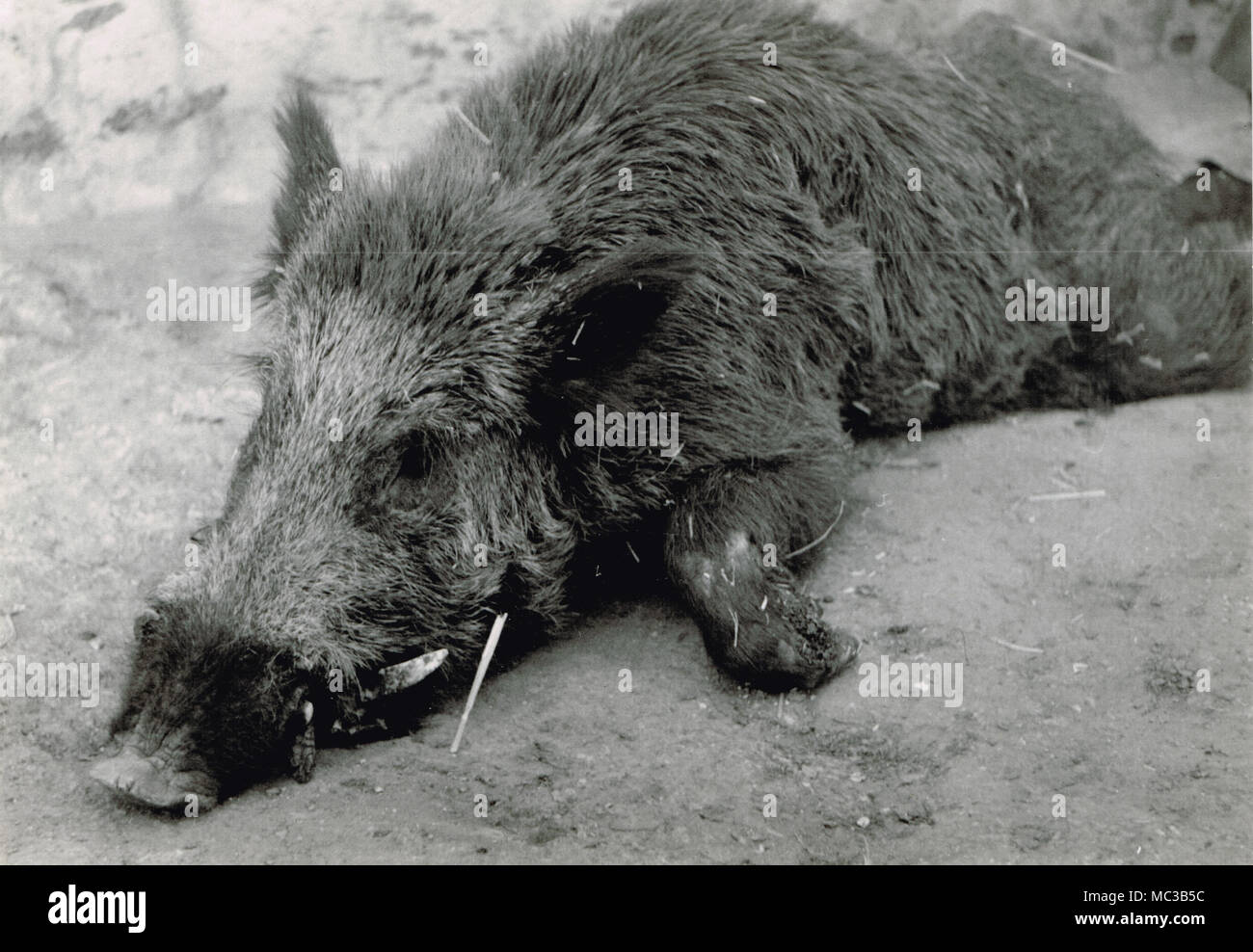 Archive picture of a boar killed by hunters, Morocco Stock Photo - Alamy