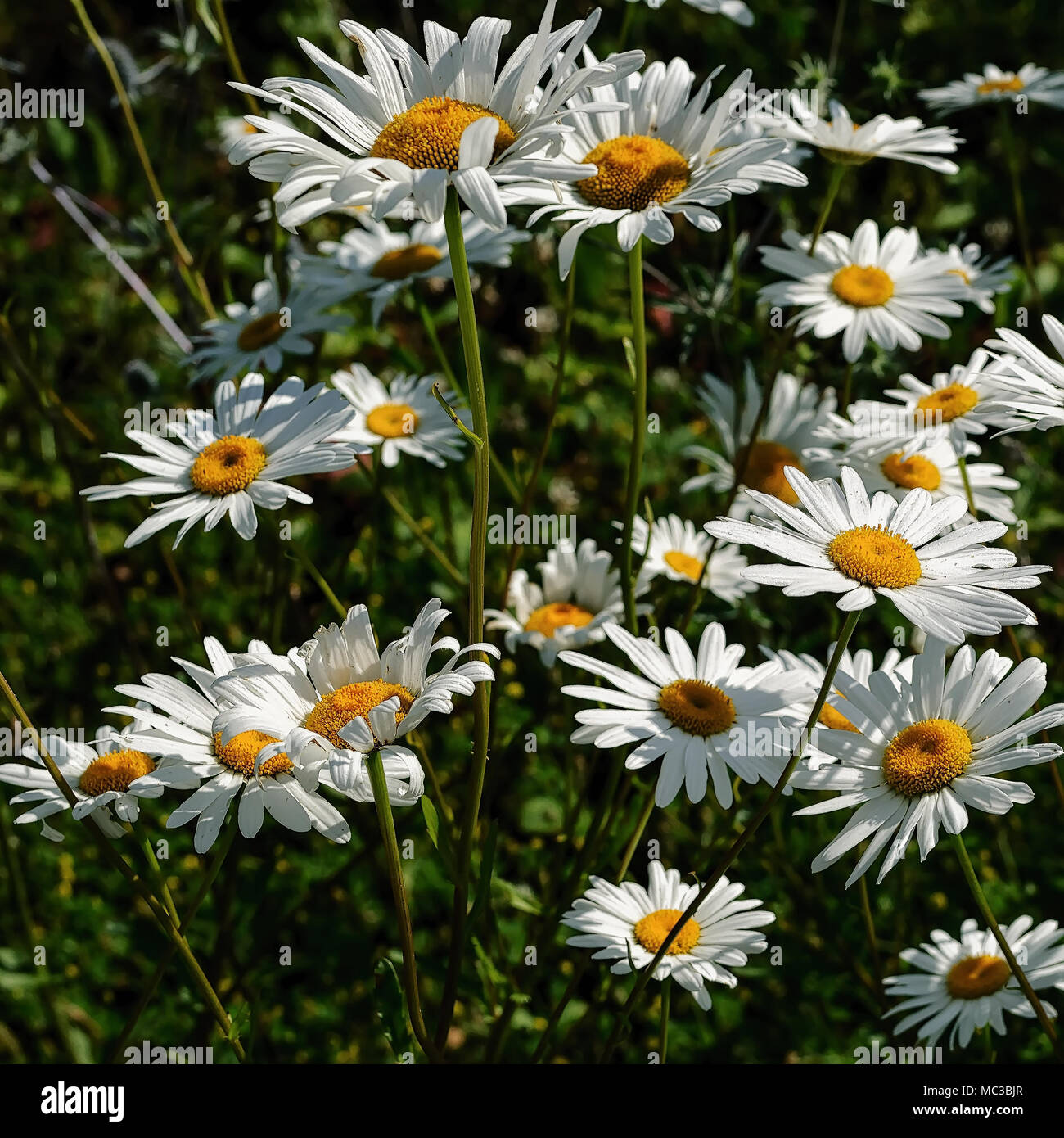 Russian chamomile hi-res stock photography and images - Alamy