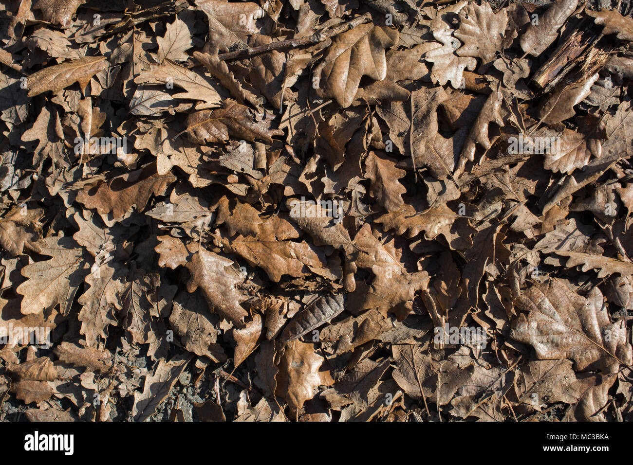 Texture background of autumn season with leaves Stock Photo - Alamy