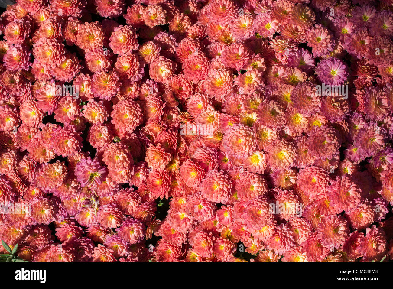 Beautiful fresh flowers as a background Stock Photo - Alamy