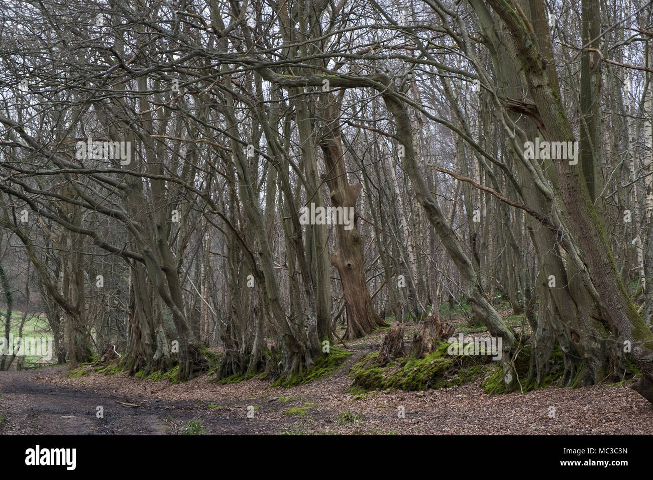 Woodland in the East Sussex countryside near Hartfield, England, United ...