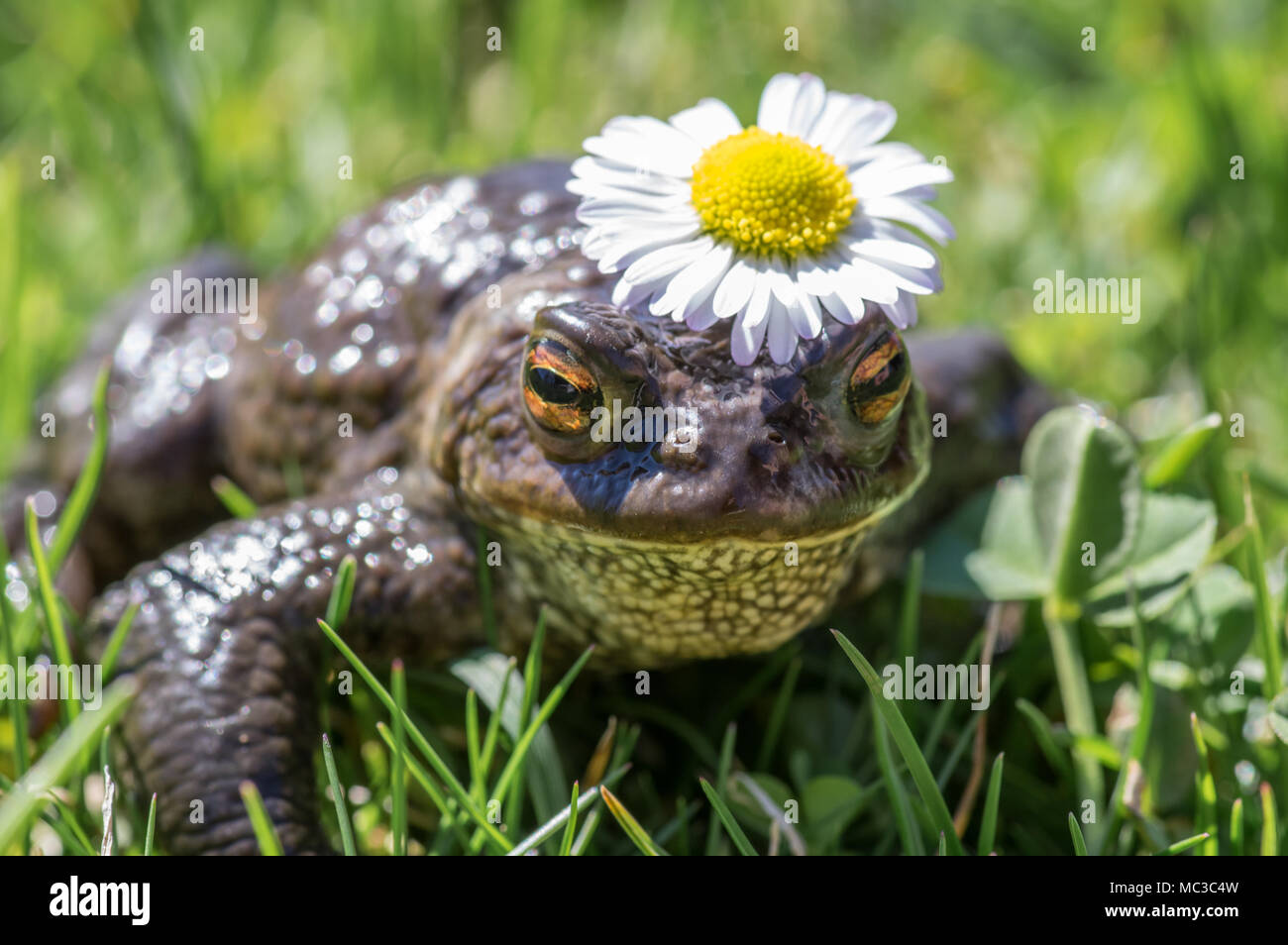 Close up of a princess like frog with a daisy crown Stock Photo - Alamy