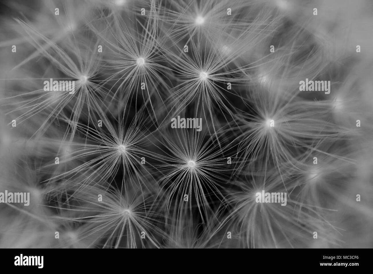 Black and White Macro of Dandelion Seedhead with Parachute Seeds ...