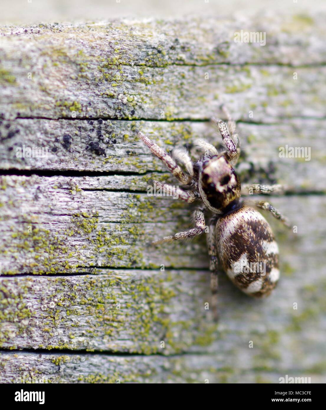 Macro Photo of a Zebra Jumping Spider (Salticus scenicus). Dawlish ...