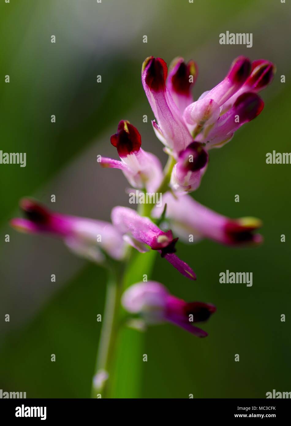 Common Fumitory (Fumaria officinalis). Pink Scrambling Wildflower ...