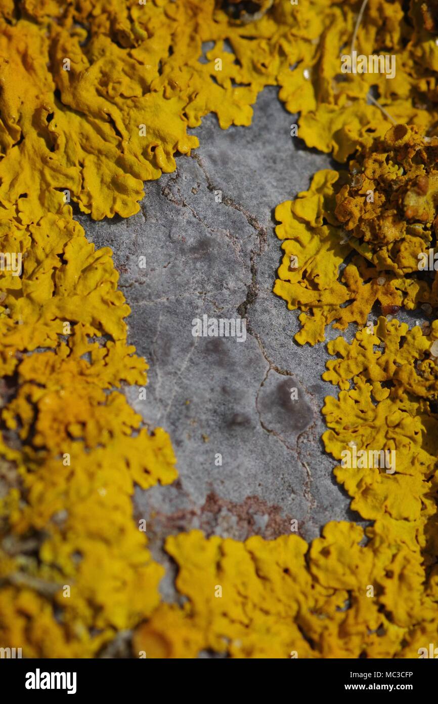 Crustose Lichen Stock Photos & Crustose Lichen Stock Images - Alamy