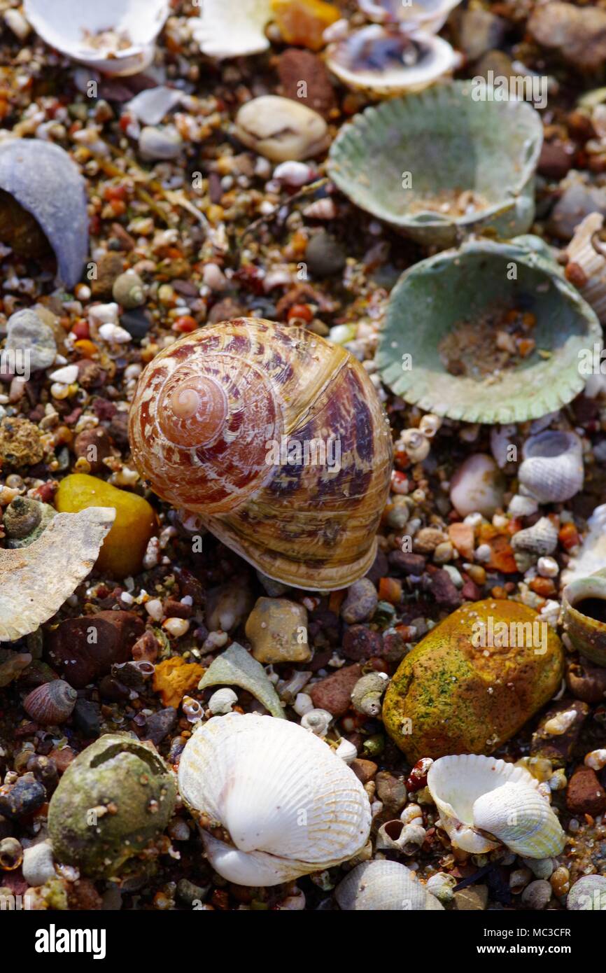Common Garden Snail Shell (Cornu aspersum) and Bivalve Shells on the ...