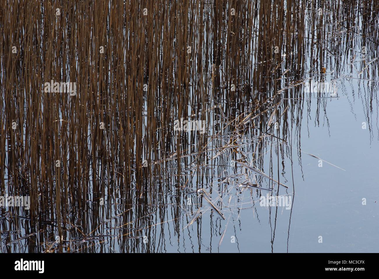 Reed Bed in a Calm Pond. Natural Background. Dawlish Warren National ...
