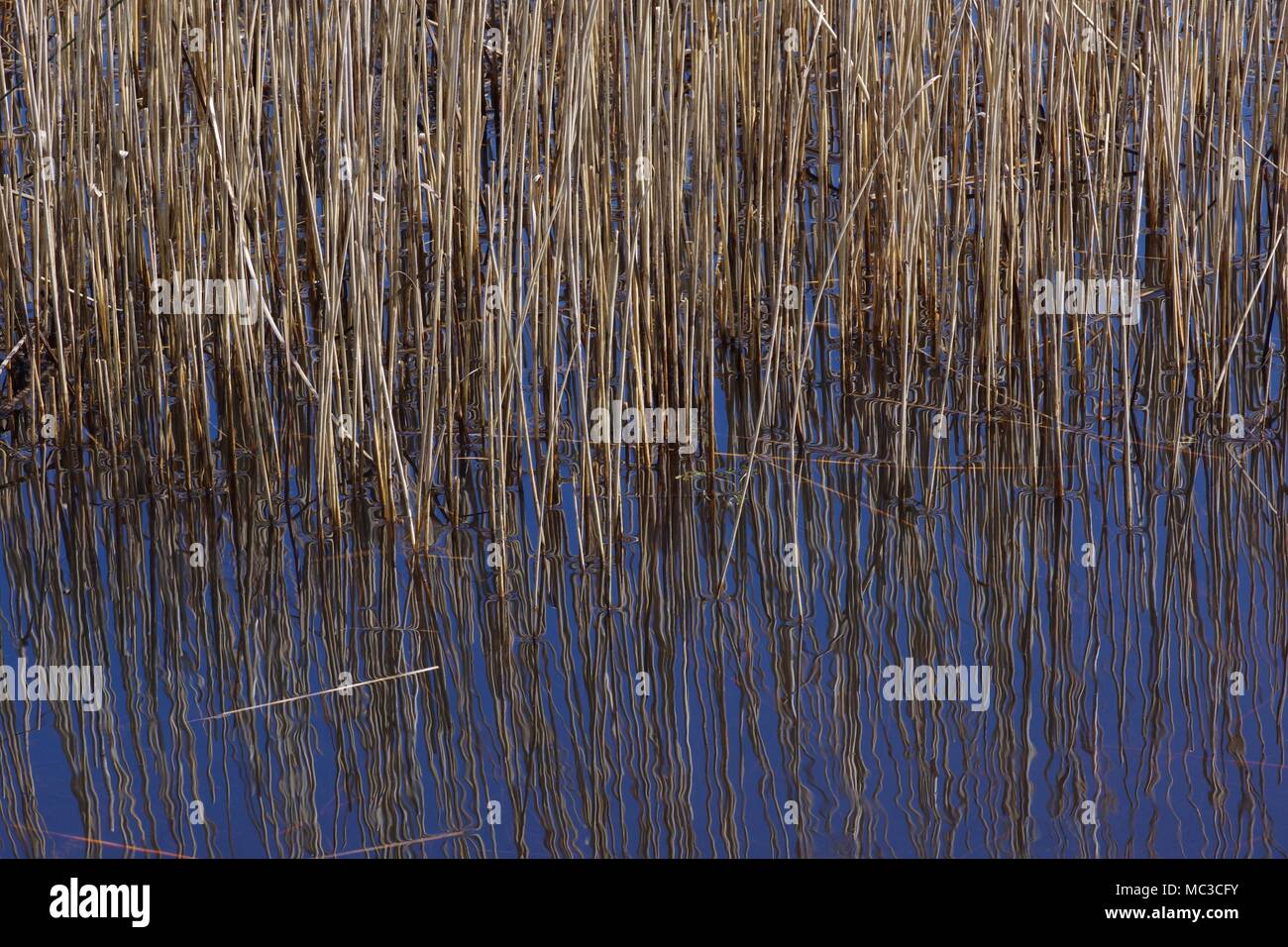 Reed Bed in a Calm Pond. Natural Background. Dawlish Warren National ...