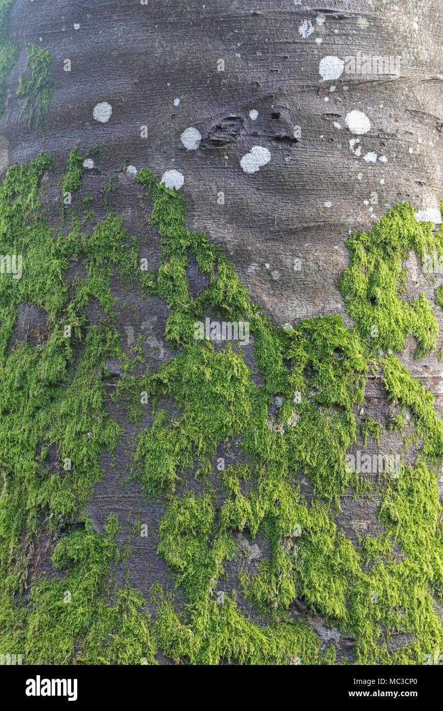 Grey bark hi-res stock photography and images - Alamy