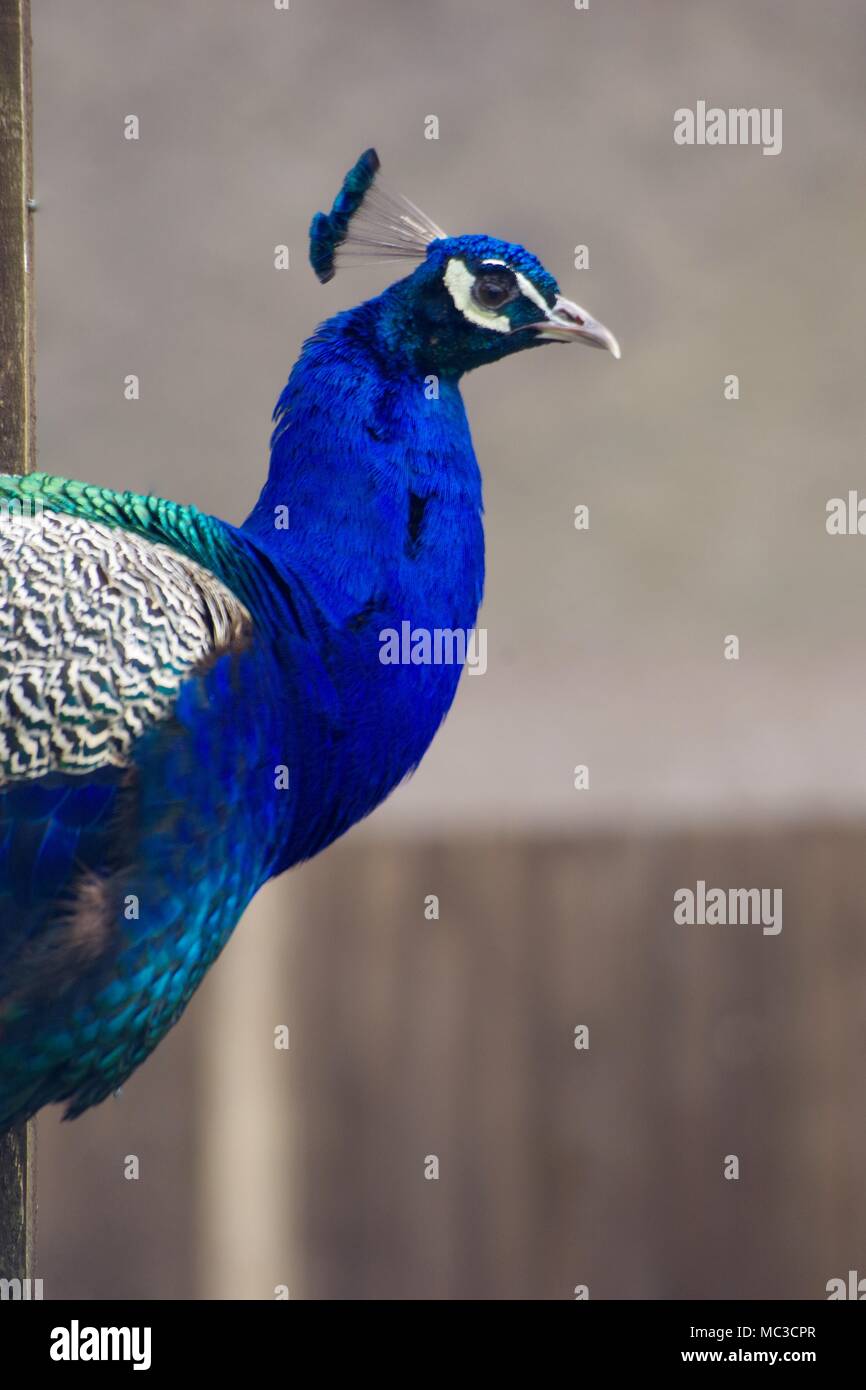 Male Peacock ( Pavo cristatus) in the Garden of Bickleigh Mill, Devon ...