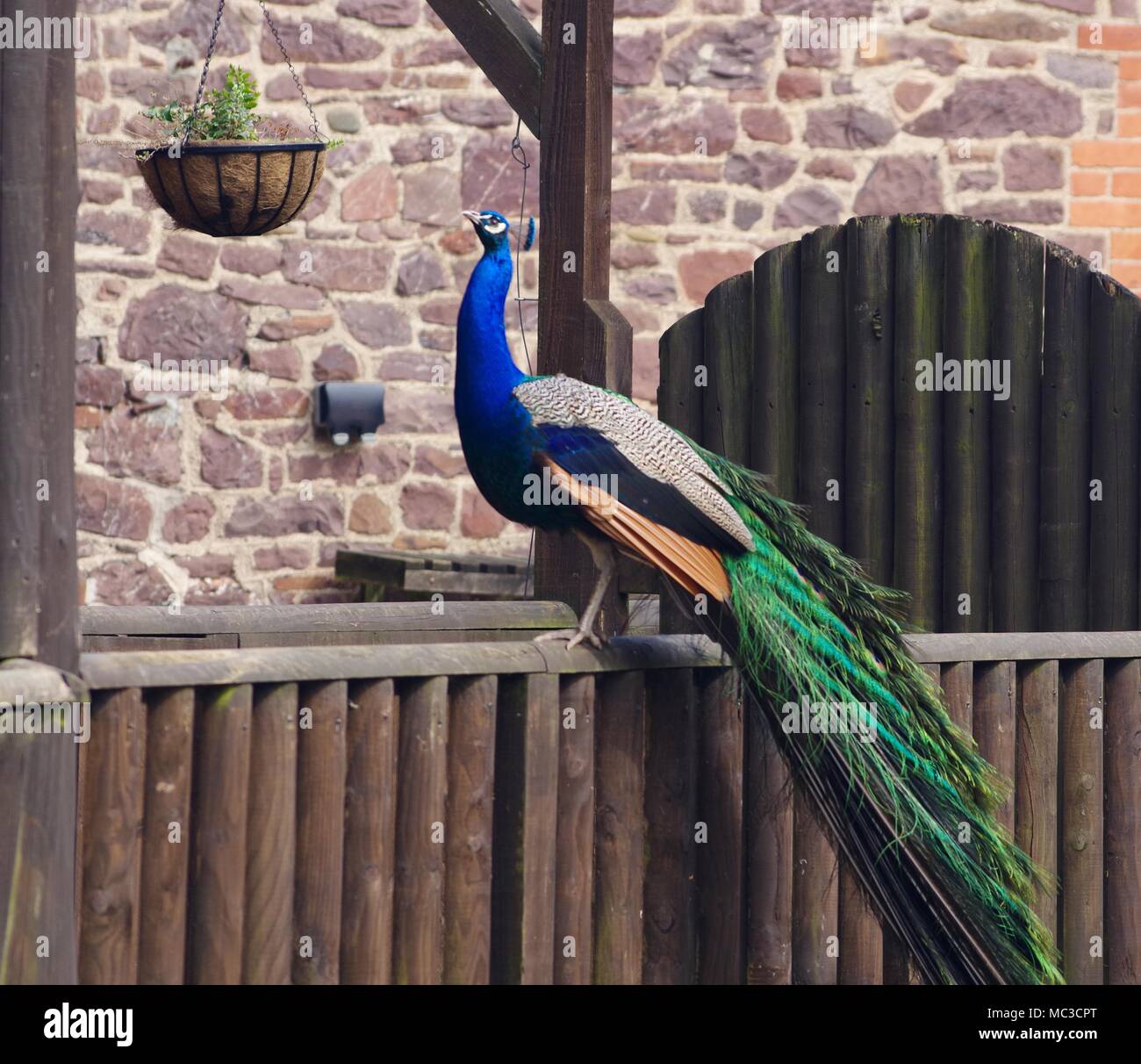 Male Peacock ( Pavo cristatus) in the Garden of Bickleigh Mill, Devon ...