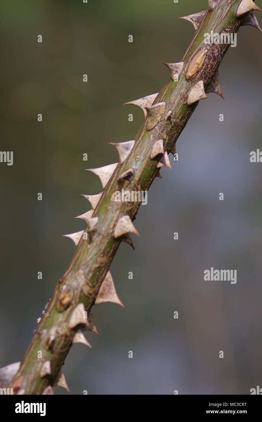Dog Rose (Rosa canina) Thorny Stem. Bickleigh Mill, Mid Devon, UK Stock ...