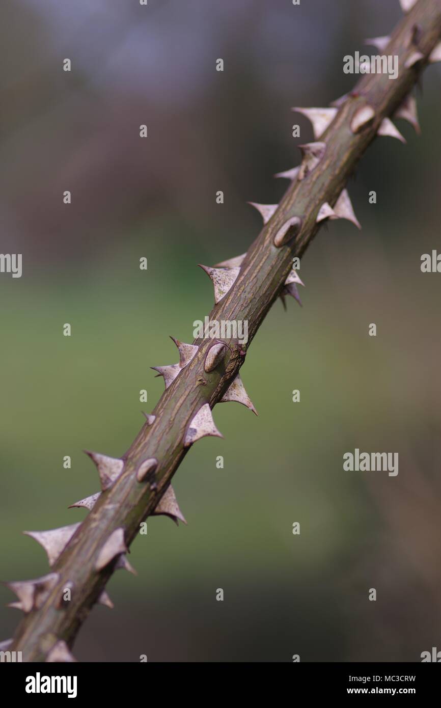 Dog Rose (Rosa canina) Thorny Stem. Bickleigh Mill, Mid Devon, UK Stock ...