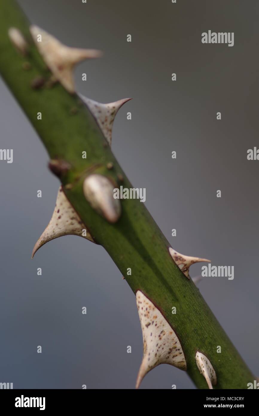 Dog Rose (Rosa canina) Thorny Stem. Bickleigh Mill, Mid Devon, UK Stock ...