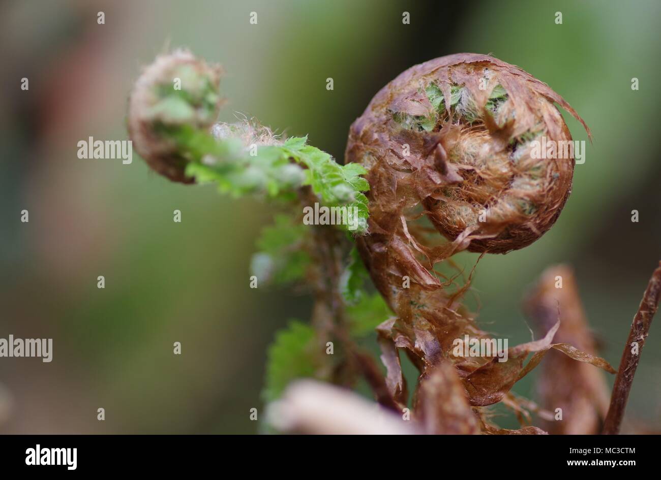 Macro of Coiled Fern Fiddlehead in a Spring British Woodland. Bickleigh ...