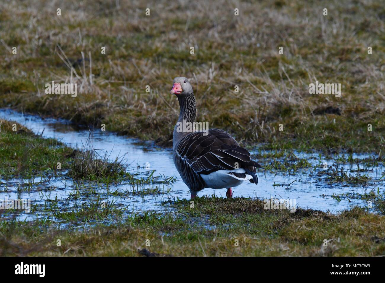 Toulouse geese hi-res stock photography and images - Alamy